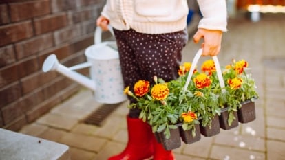 19 Fast-Growing Plants to Grow with Kids