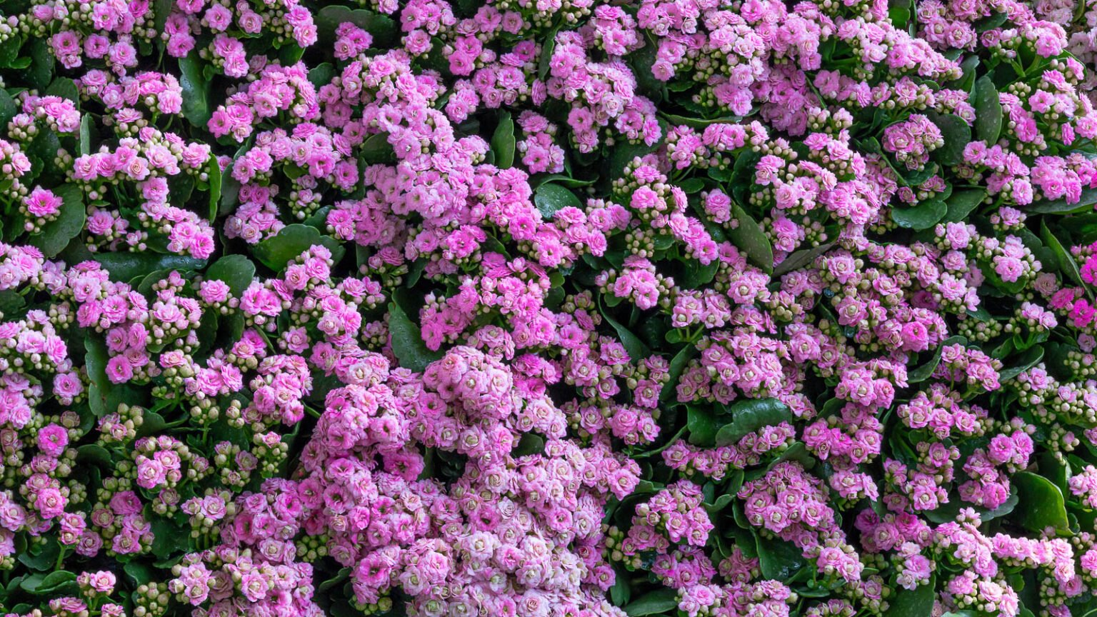 20 Shade Succulents For Sun-Starved Gardens