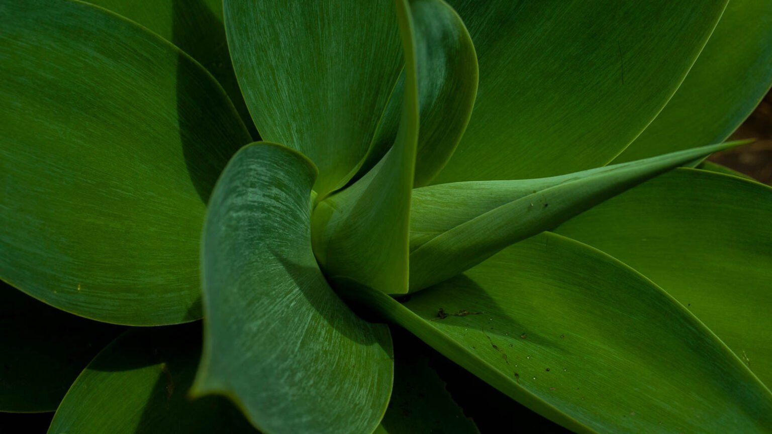 20 Shade Succulents For Sun-Starved Gardens