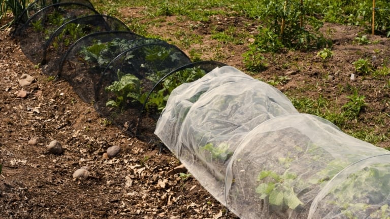 How to Use Floating Row Covers for Temperature and Pest Control