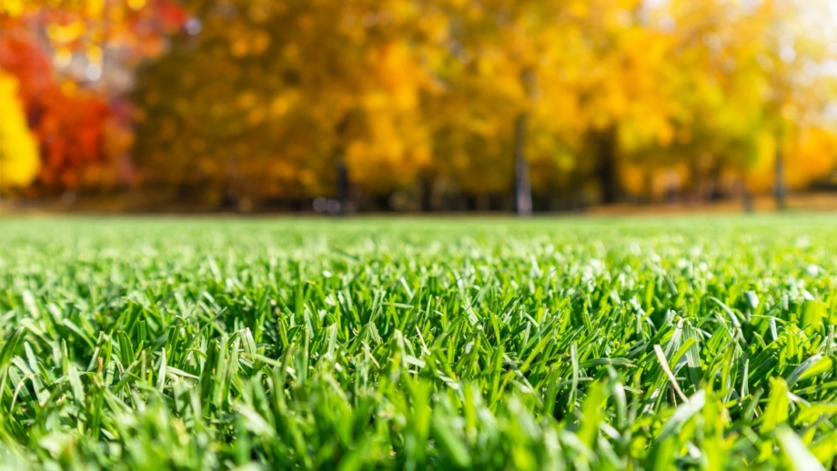 9 Fall Lawn Care Tips