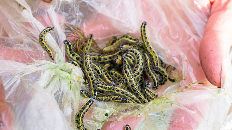 How to Identify and Control Cabbage Worms