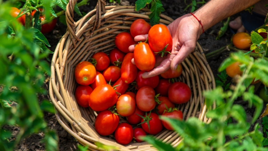 13 October Gardening Tasks