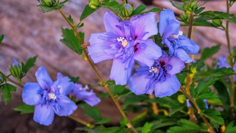 What Kind of Hibiscus Comes Back Every Year?