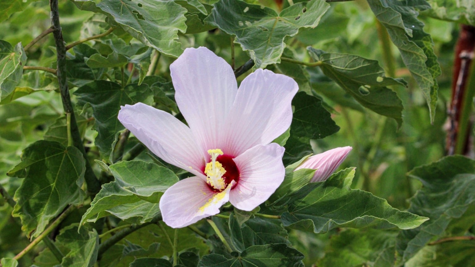 When Does Hibiscus Bloom and How Long Do They Last?