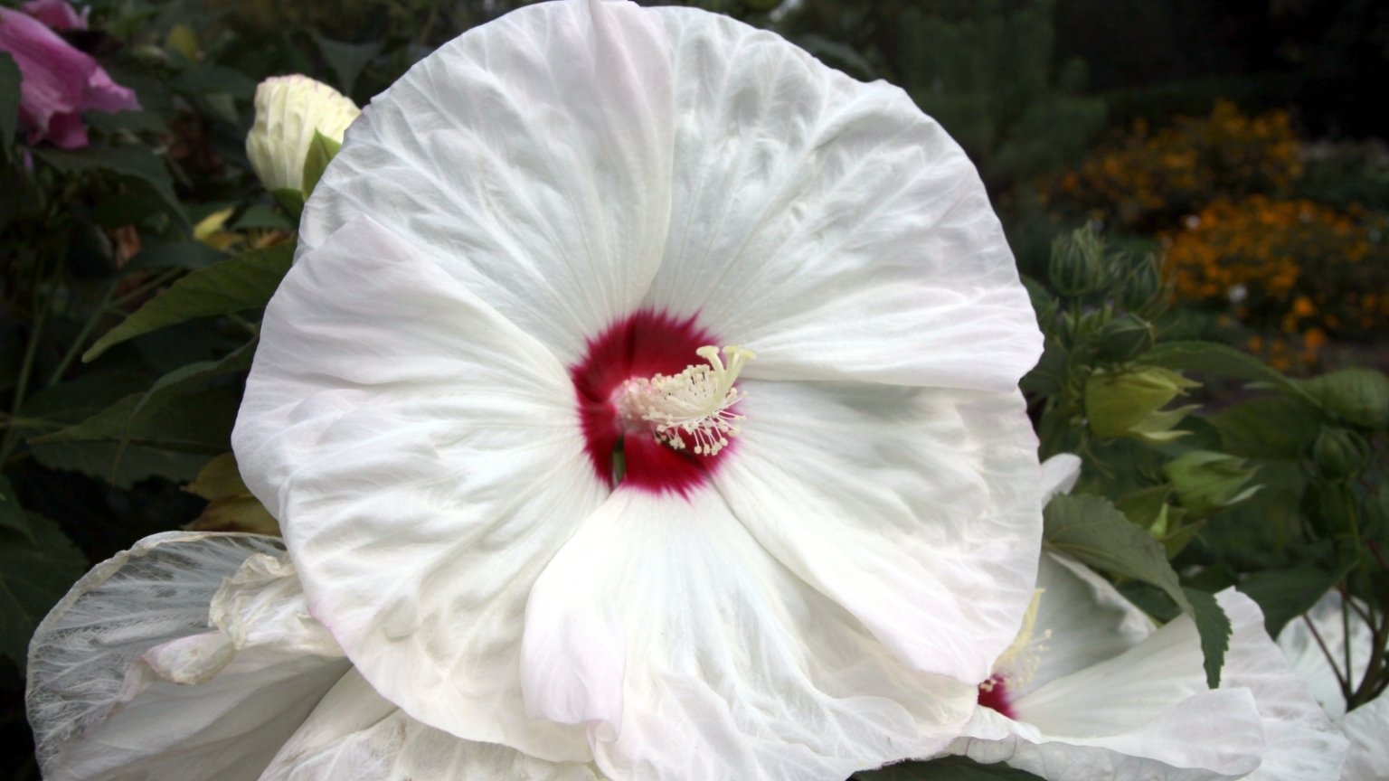 17 Beautiful Rose Mallow Varieties to Plant in September