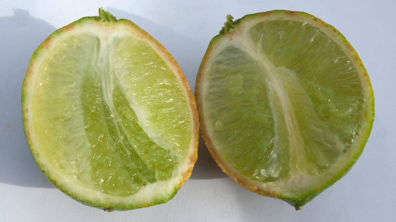 How to Identify and Control Citrus Greening Disease (HLB)
