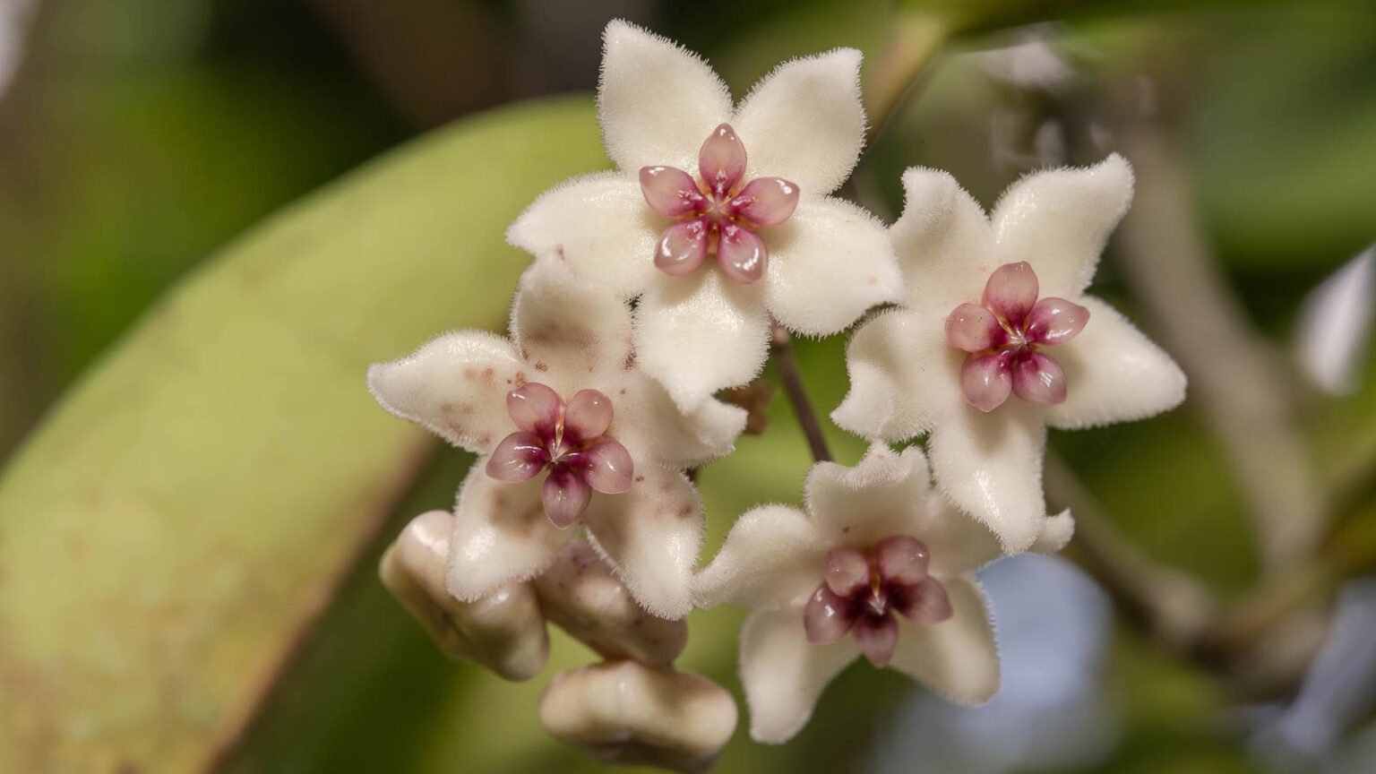 20 Shade Succulents For Sun-Starved Gardens