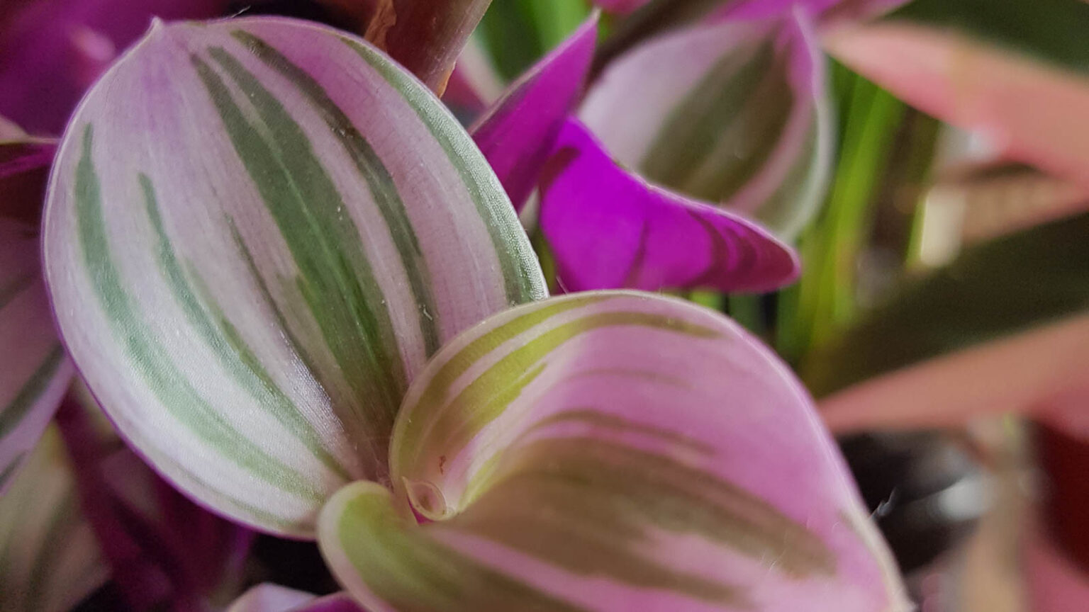 How to Plant, Grow, and Care for Tradescantia Nanouk
