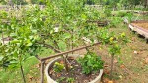 Grow Fruit Trees in Raised Beds: A Step-by-Step Guide