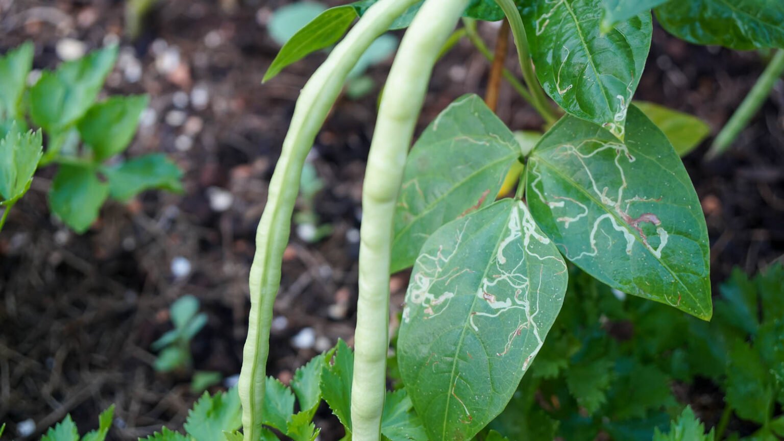 How to Identify and Control Leaf Miner