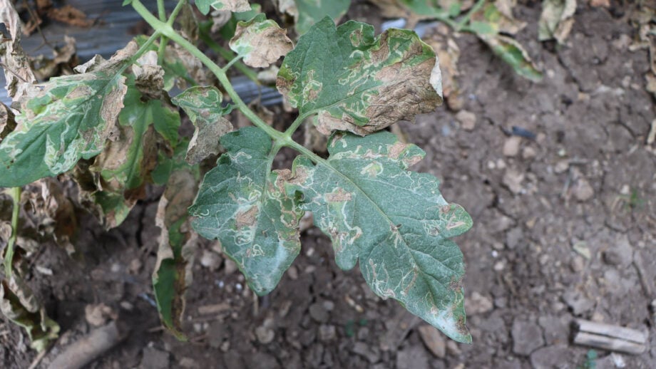 How to Identify and Control Leaf Miner