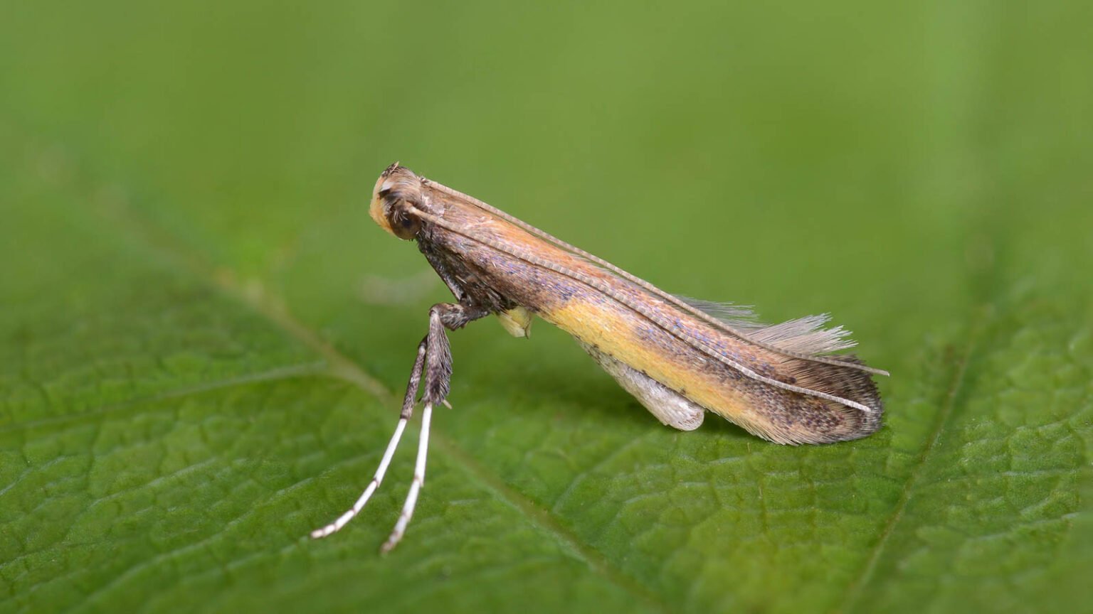 How to Identify and Control Leaf Miner