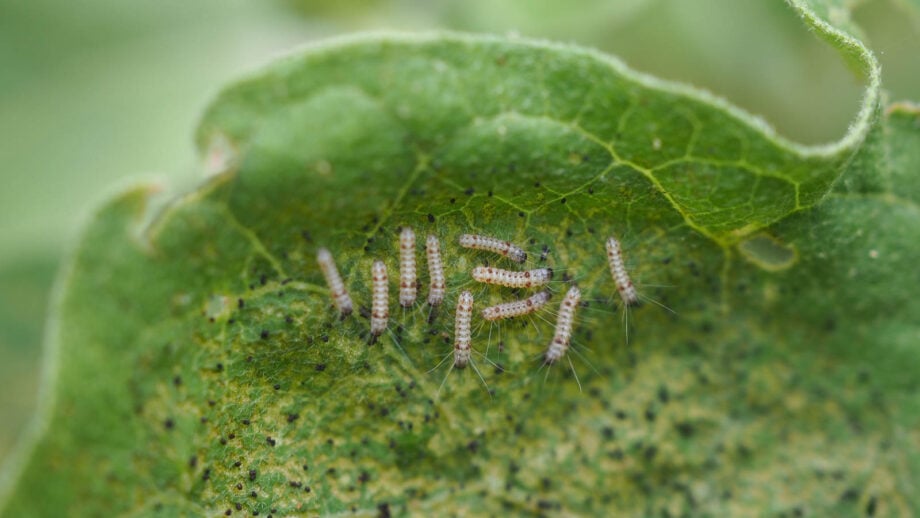 How to Identify and Control Leaf Miner