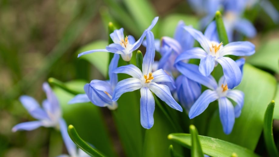21 Longest-Flowering Bulbs to Plant This Season