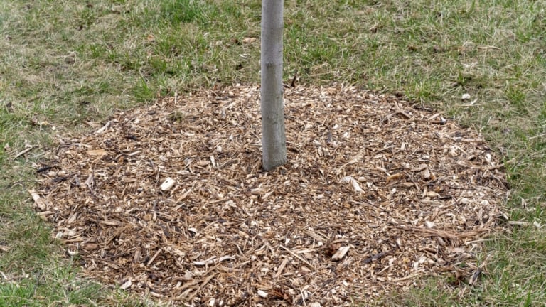 7 Tips For Protecting Newly-Planted Trees