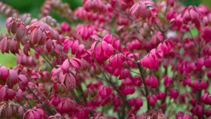 7 Reasons You Should Never Plant Burning Bush in Your Landscape