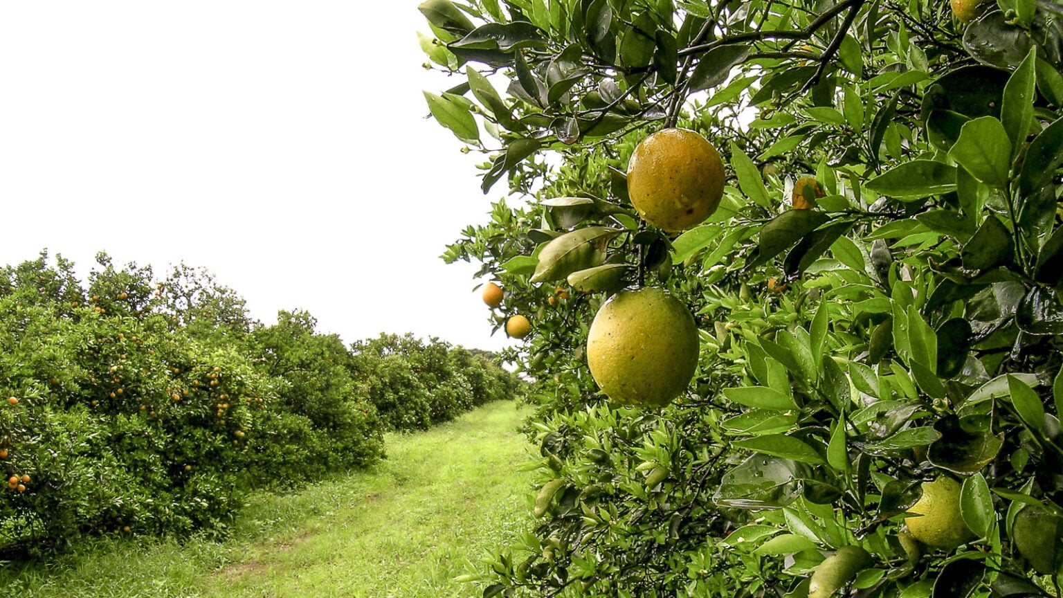 How to Identify and Control Citrus Greening Disease (HLB)
