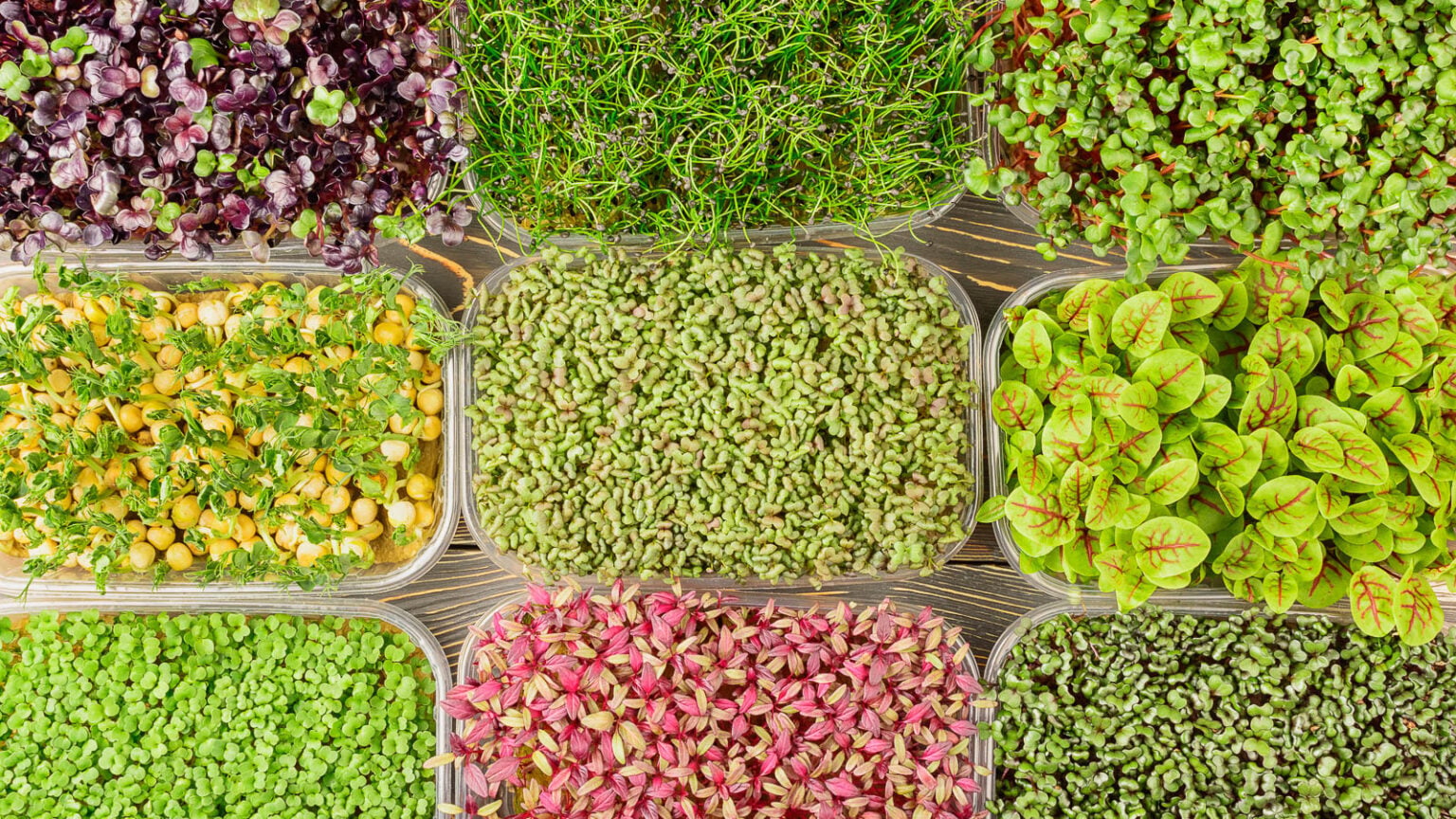 How to Grow Onion Microgreens in 5 Easy Steps