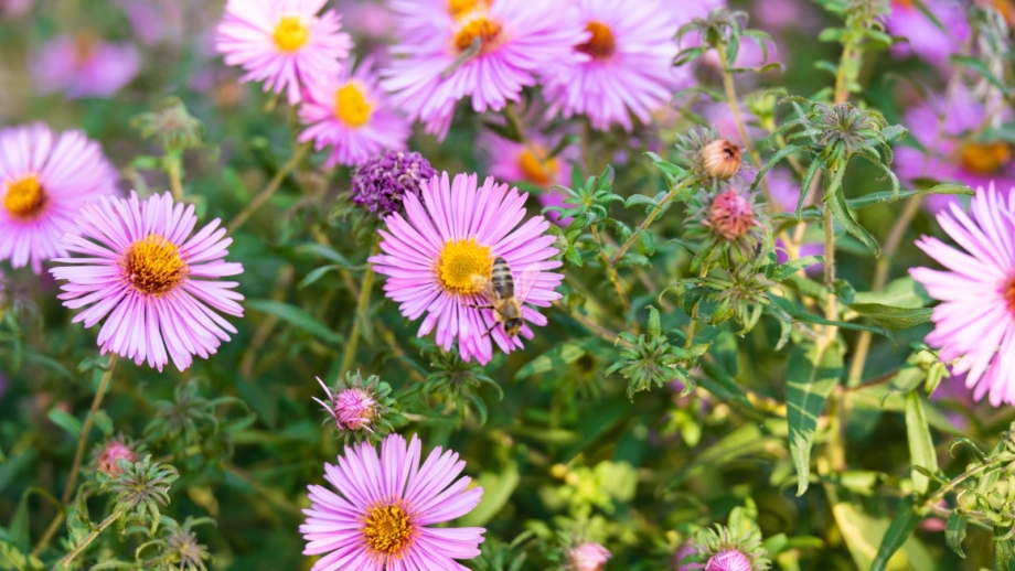 17 Perennial Seeds to Sow in September