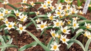 17 Perennial Tulips That Bloom Reliably Every Year