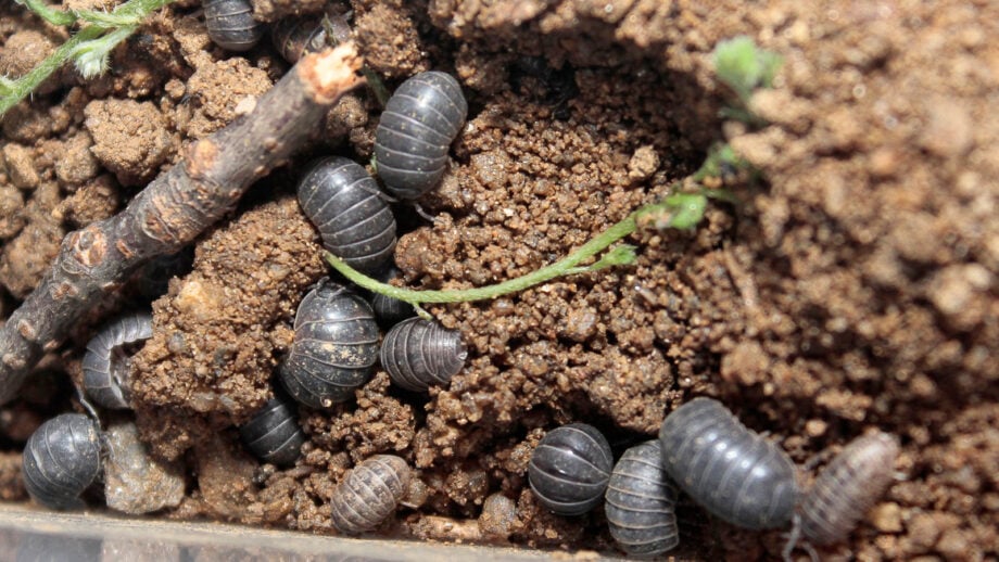 Pill Bugs: Are They Friends Or Foes?