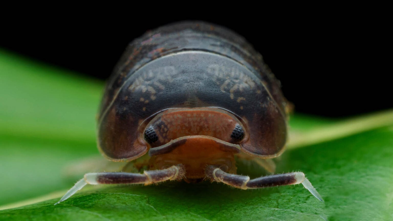 Pill Bugs: Are They Friends Or Foes?