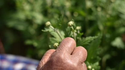 How to Prune Mums for Strong Growth and Blooming
