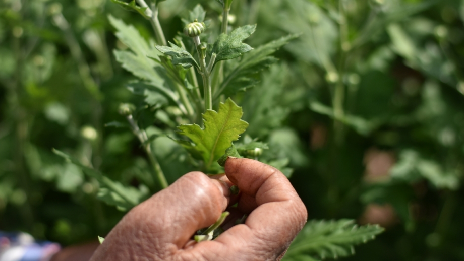 How to Prune Mums for Strong Growth and Blooming