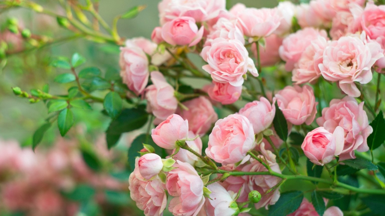 15 Most Popular Roses of All Time