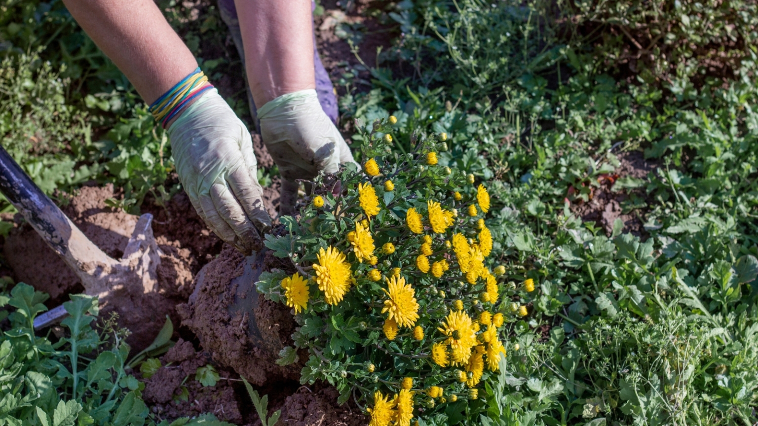 7 Steps for Dividing Chrysanthemums
