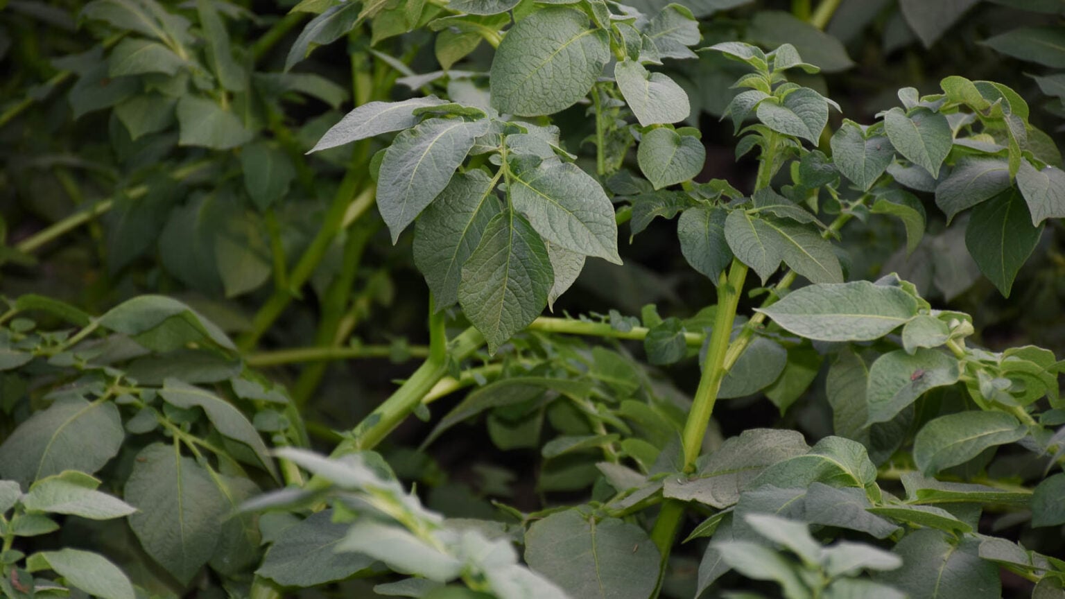 How to Control and Prevent Potato Scab