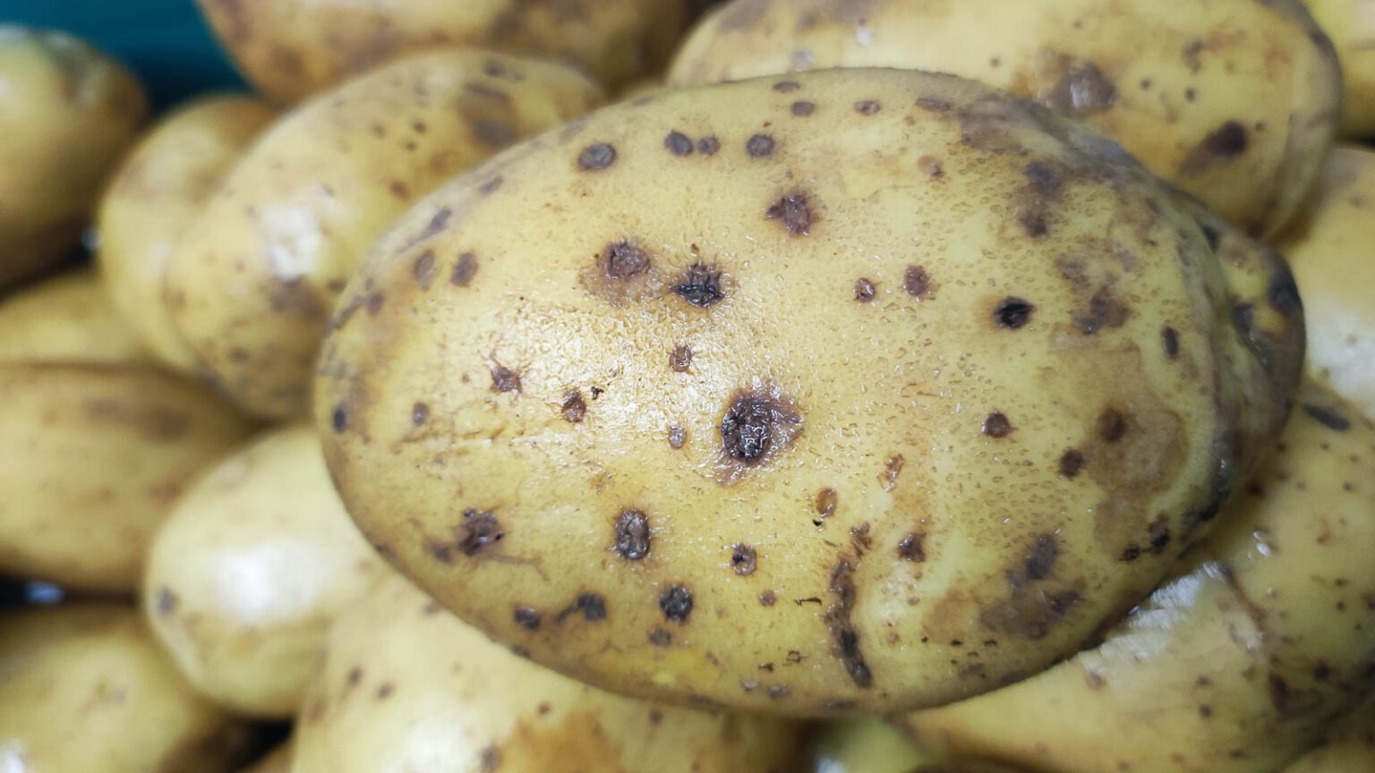 How to Control and Prevent Potato Scab