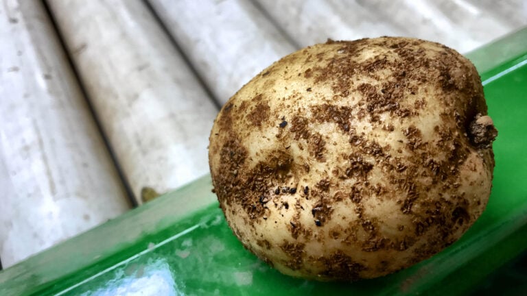 How to Control and Prevent Potato Scab