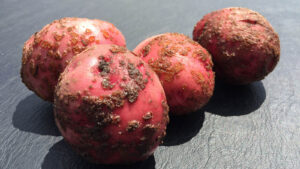 How to Control and Prevent Potato Scab
