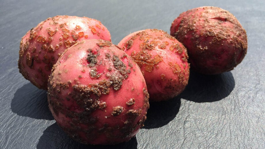 How to Control and Prevent Potato Scab