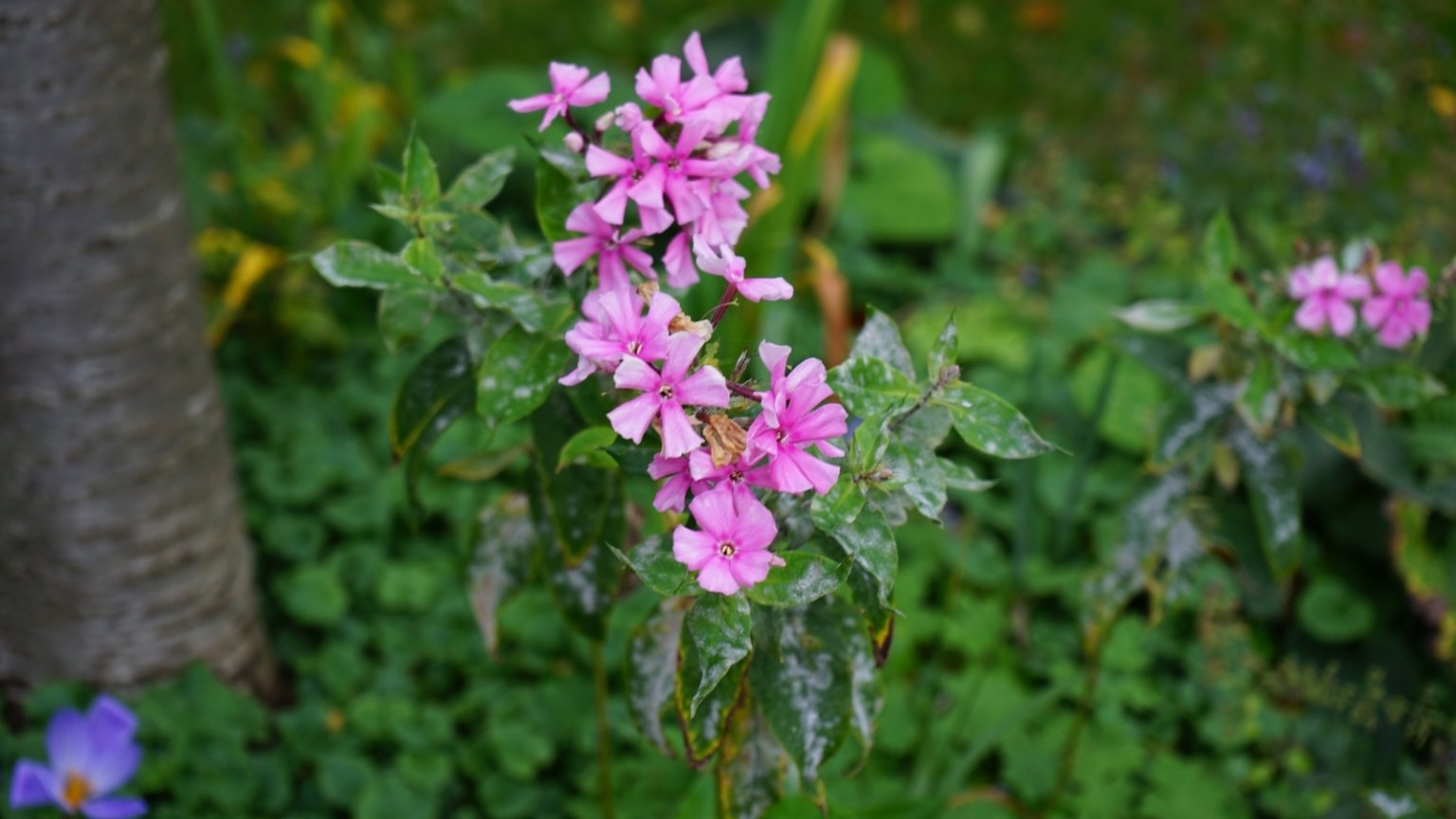 End of Season Tips: Cut Dead Plants or Pull Them Out?