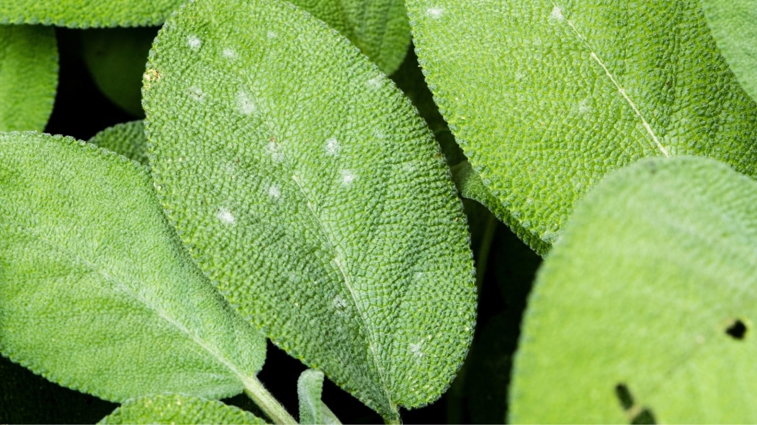 Powdery Mildew Treatment And Prevention