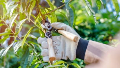 How to Thin Peach Trees in 7 Easy Steps - Epic Gardening