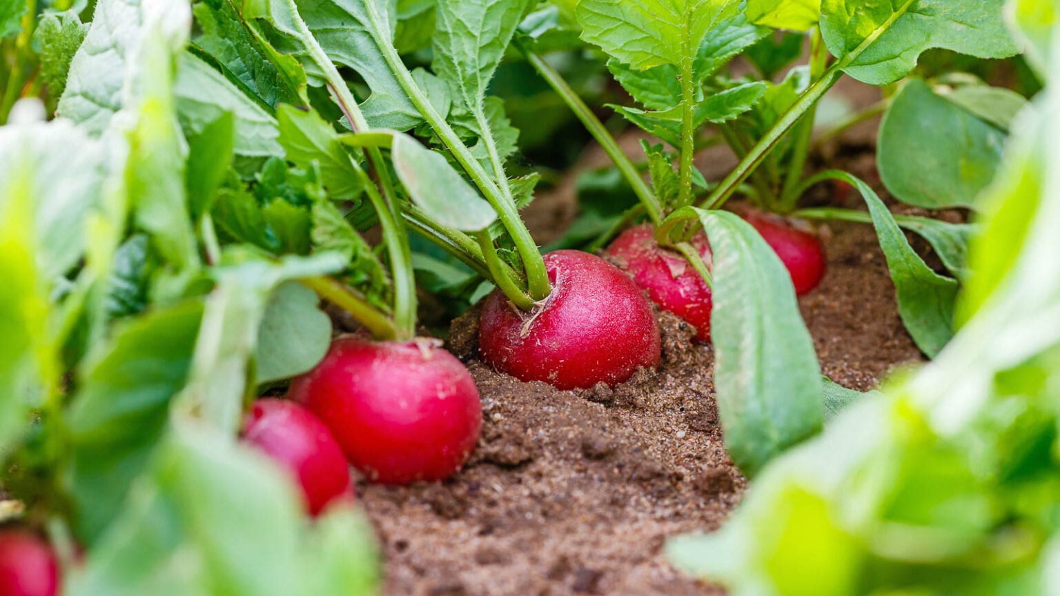 Best Beginner Vegetables: 11 Easy Crops to Grow from Seed