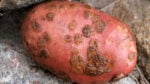How to Control and Prevent Potato Scab