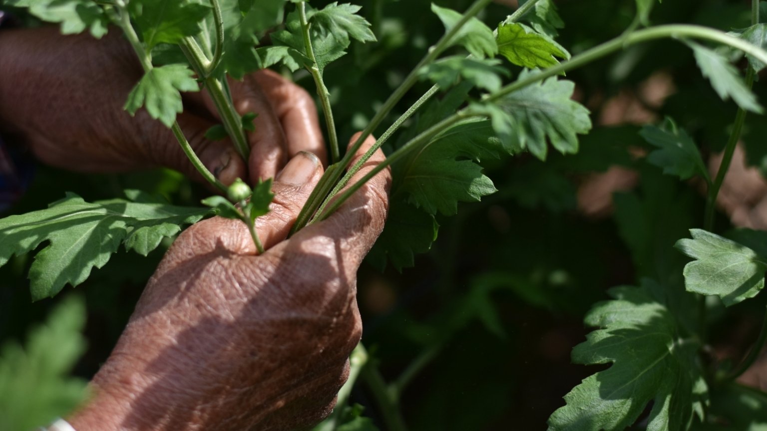 How to Prune Mums for Strong Growth and Blooming
