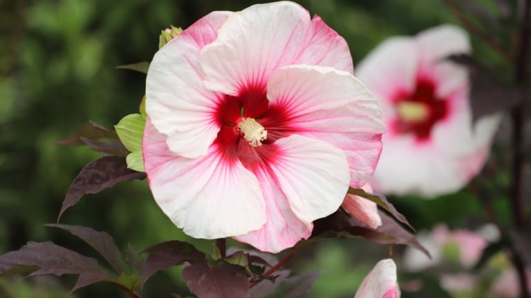 17 Beautiful Rose Mallow Varieties to Plant in September