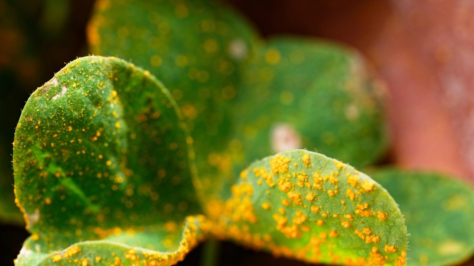 How to Identify, Treat, and Prevent Rust Fungus on Plants