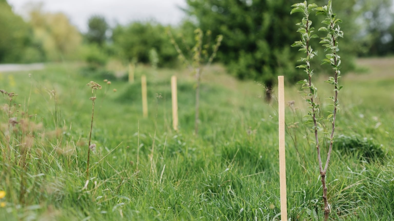 How to Transplant Shrubs and Trees: 9 Pro Tips