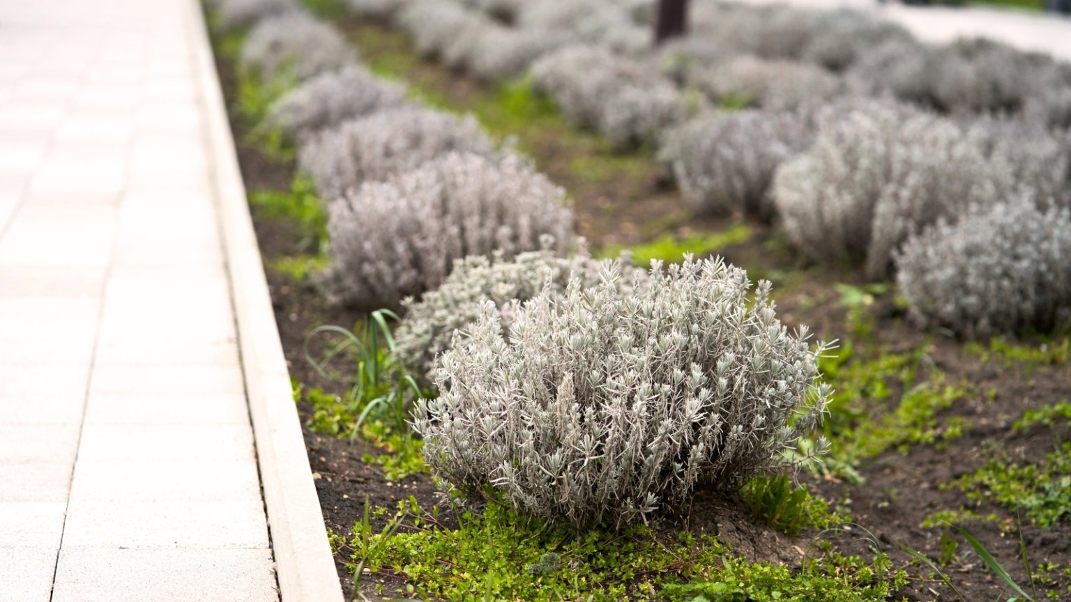 When and How to Cut Back Lavender