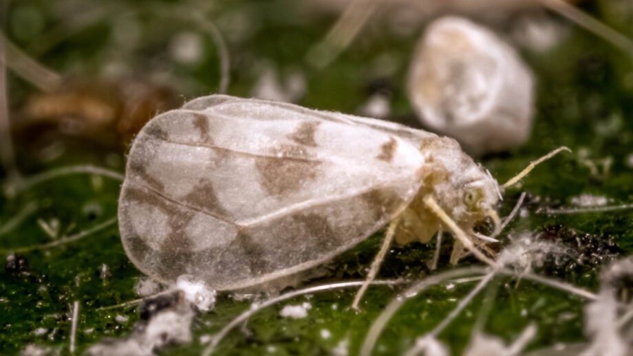 How to Get Rid of Whiteflies Indoors and Outdoors