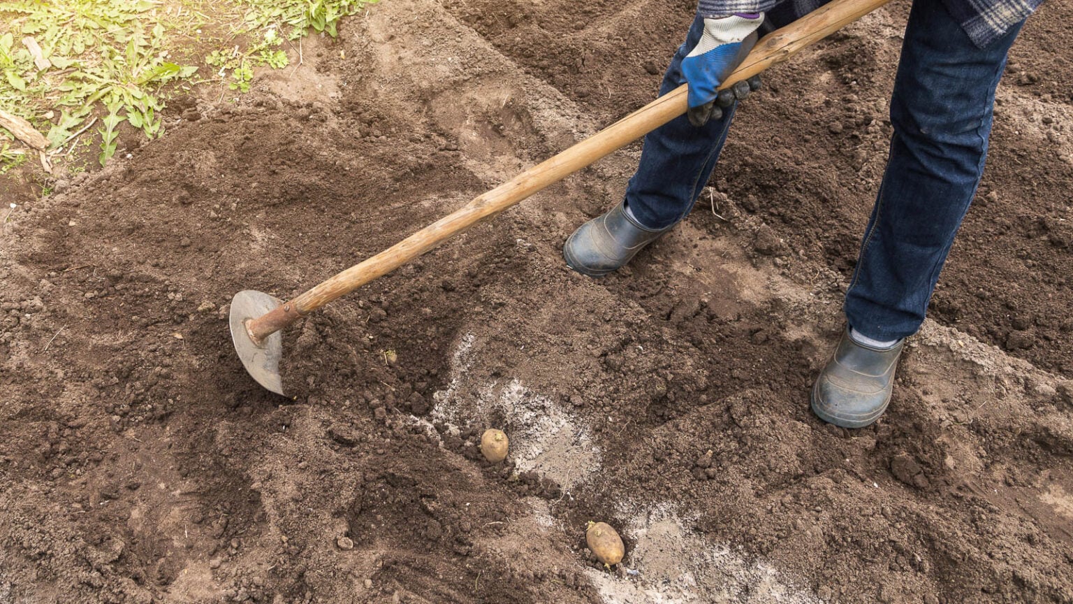 How to Control and Prevent Potato Scab