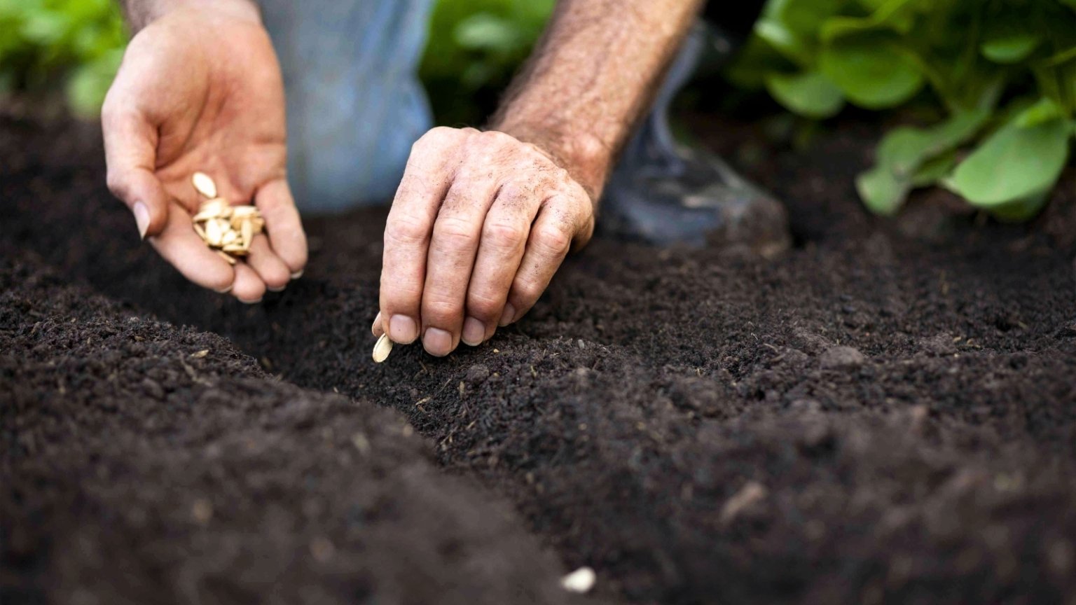 How to Start a Vegetable Garden in Zone 7