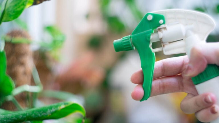 When and How to Use Neem Oil to Control Pests